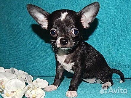 Чихуахуа щенки разные окрасы