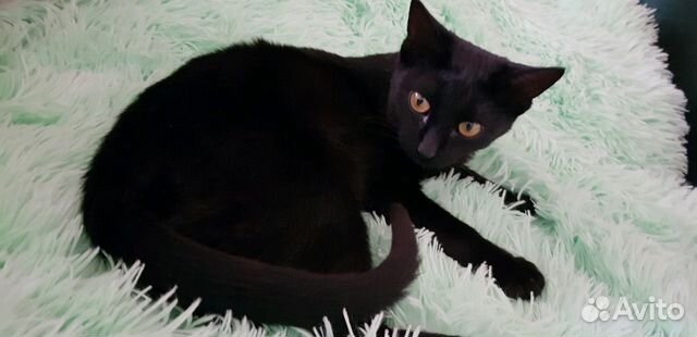 Кошечка 5 месяцев, подросток. Черная
