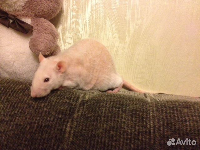 Вязка крыс мальчик