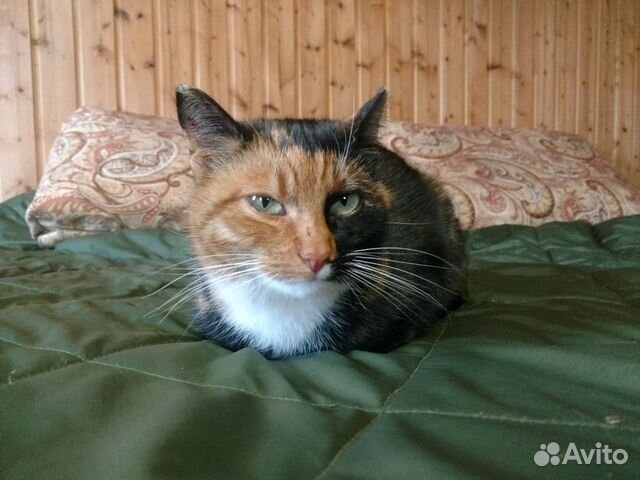 Кошка-Конфета сладкое счастье в добрых руках