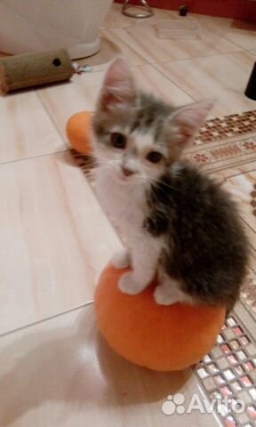 Маленький хулиган, котик, 2 мес