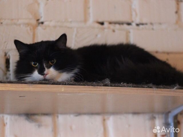 Кот Максик