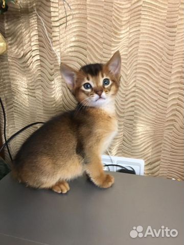 Абиссинский шикарный клубный котенок к Новому Году