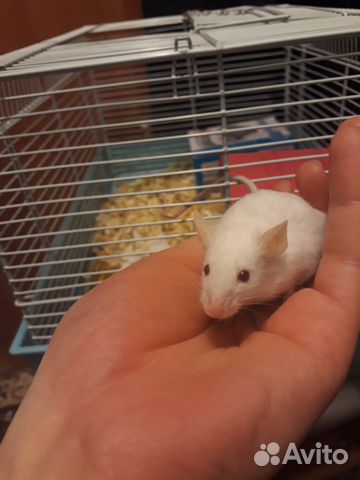 Мышки белые