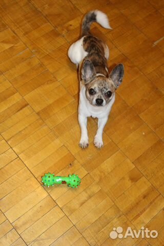 Отдадим в хорошие руки собаку Чихуахуа