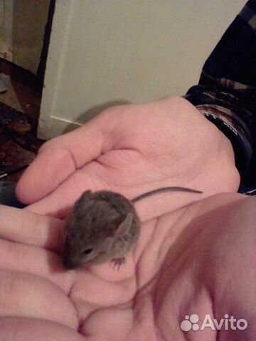 Милые мышата в добрые руки