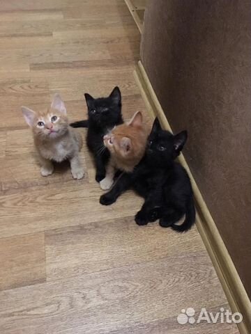 Котятки в хорошие руки