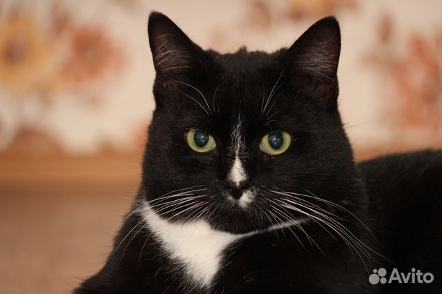 Кот по кличке Пингвин