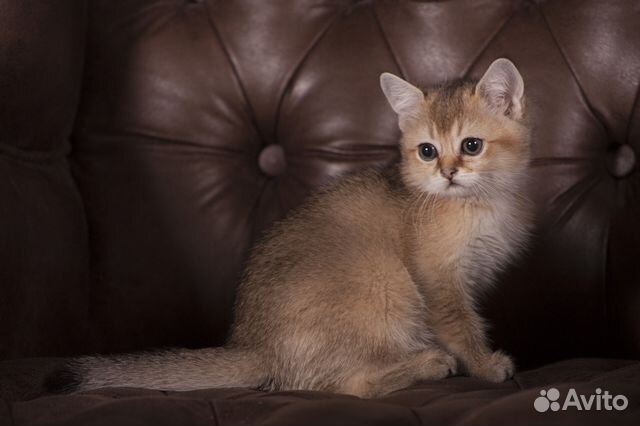 Новогодний подарок)