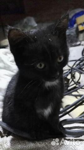 Котенок ждет хозяев