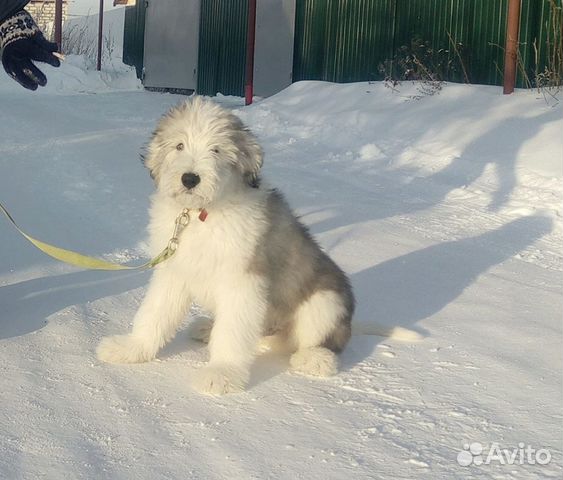 Щенок южнорусской овчарки