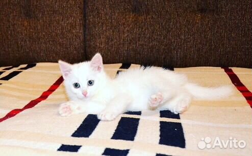 Котёнок Снежка