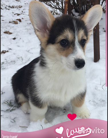 Красивее Снегурочки - пемброк