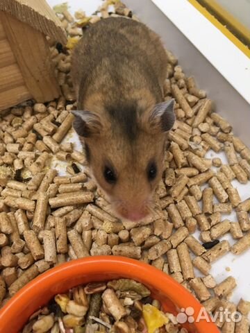 Сирийский хомяк