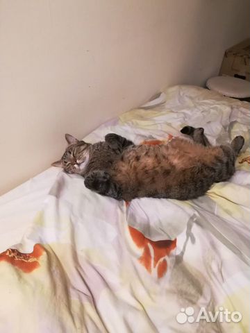Кот