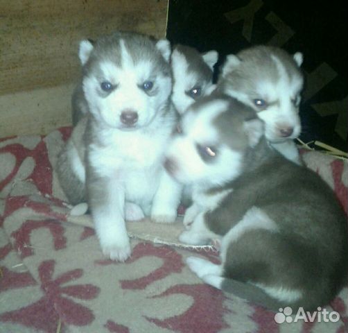 Сибирский хасёнок