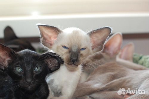 Ориентальная девочка