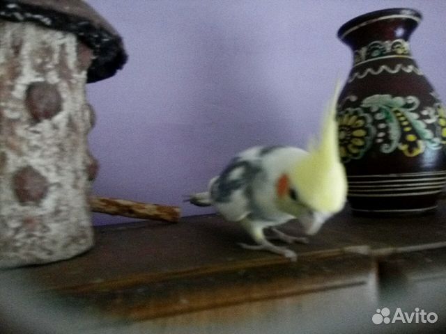 Продаем попугая Кареллу