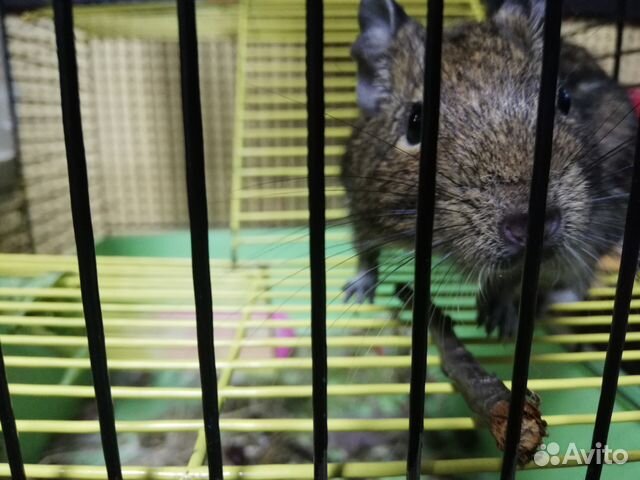 Дегу мальчик