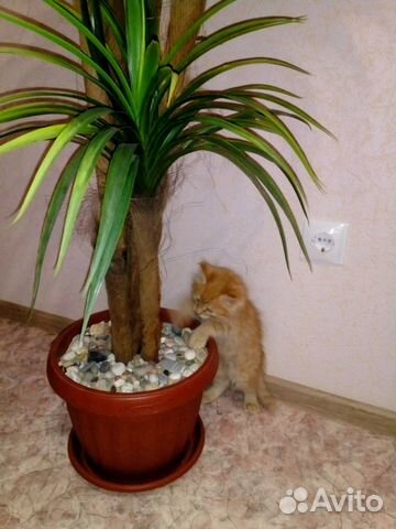 Котенок помесь Мейн-кун и сибиряк