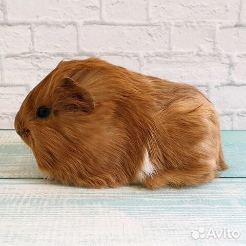 Морская свинка, девочка, длинношерстная Шелти