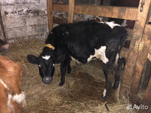 Продам племенную телку