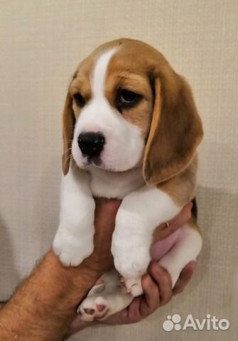 Продам щенков Бигля