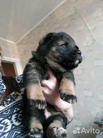 Отдаются малыши