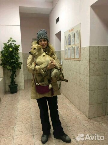 Щенок митис с лабрадором мальчик 3 мес