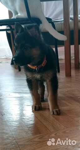 Немецкая овчарка