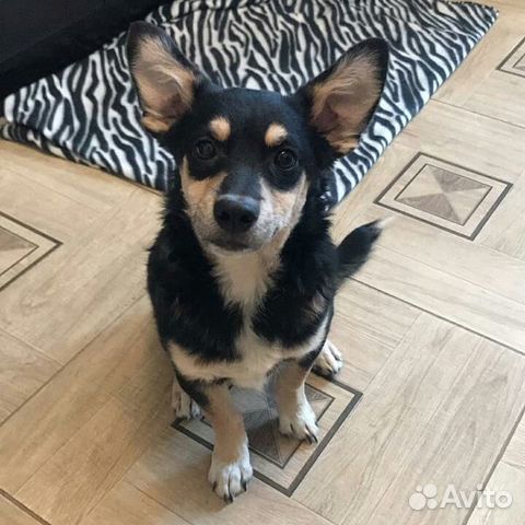 Маленький щенок в дар, маленькая собака в дар, нек