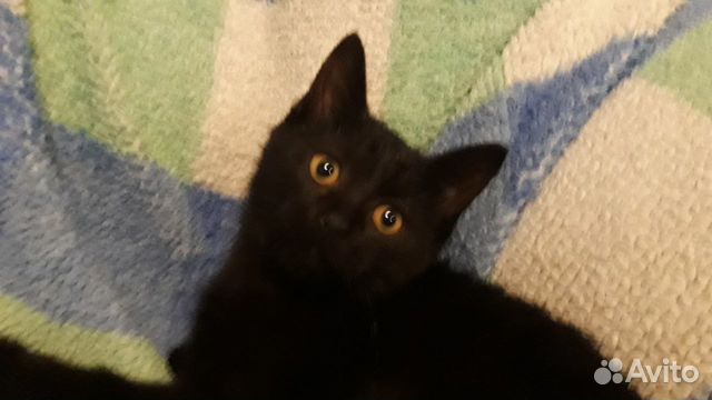 Кошечка 2 месяца