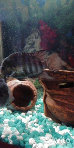 Цихлазома Полосатая