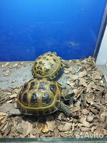 Черепашки сухопутные