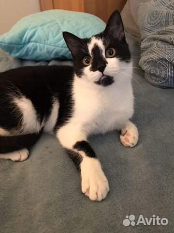 Котенок подросток Бетмен