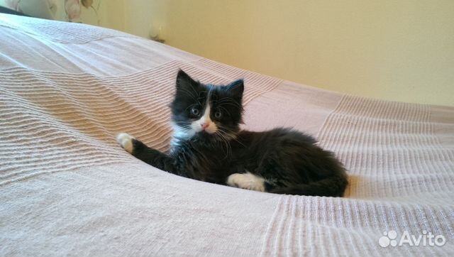 Ваш личный Домовёнок