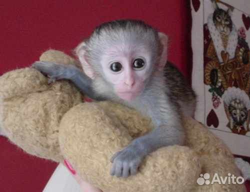 Обезьян-капуцинов