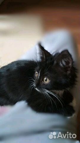 Кошечка Глаша