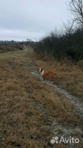 Щенок пасавская гончая