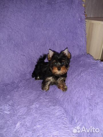 Маленький проказник