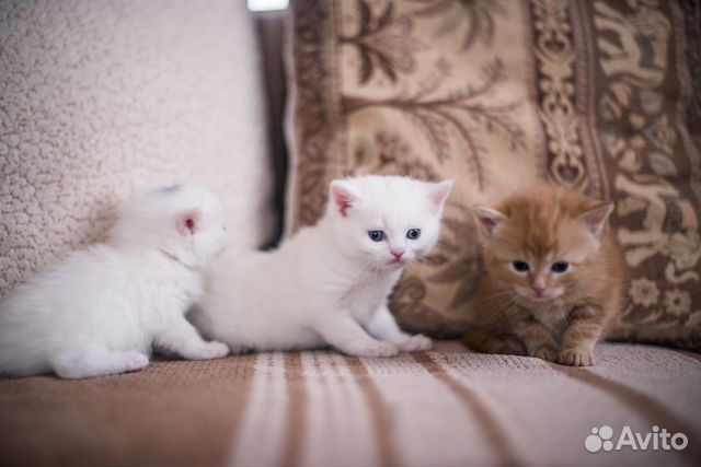 Сибирские котята: две белые кошечки и рыжий кот