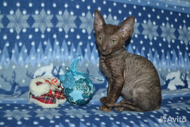 Очаровательный малыш - шоколадка