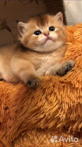 Продажа шотландского котика