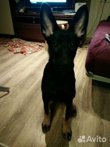 Продам щетка немецкой овчарки