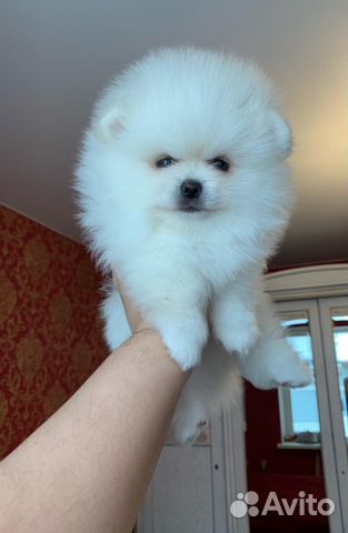 Шпиц. Девочка белая как снег, есть мальчик