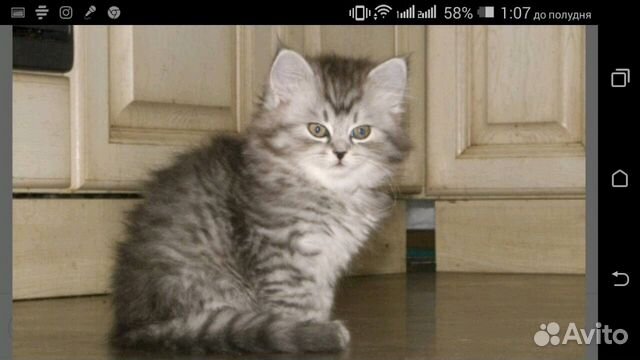 Рысятки котятки