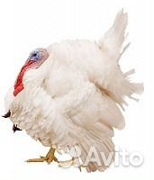 Инкубационное яйцо