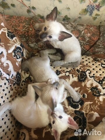 Ориентальные котята сиамского окраса