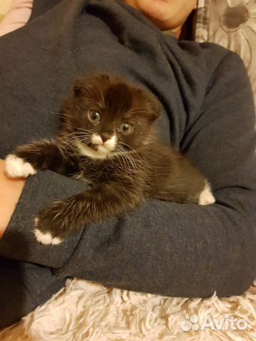 Плюшевые вислоухие шотландцы