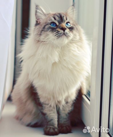 Котик приглашает на вязку